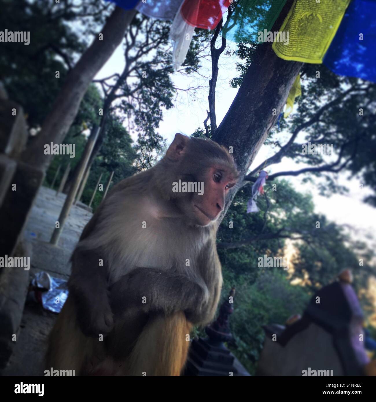 Nosy Nepalese Monkey Stock Photo - Alamy