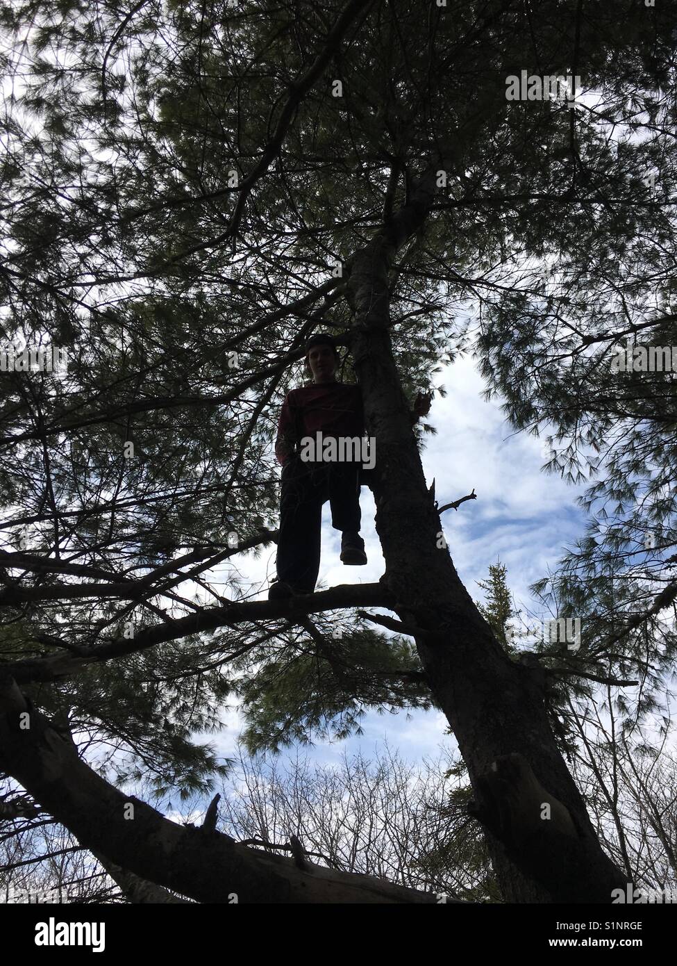 Man in tree hi-res stock photography and images - Alamy