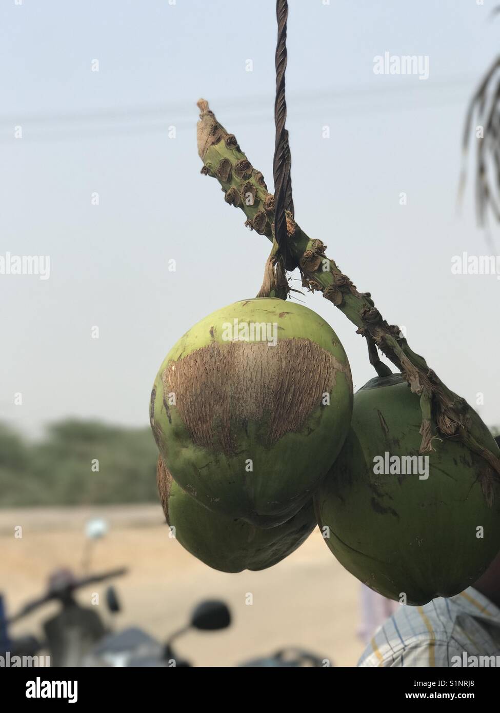 Tender Coconut High Resolution Stock Photography and Images - Alamy