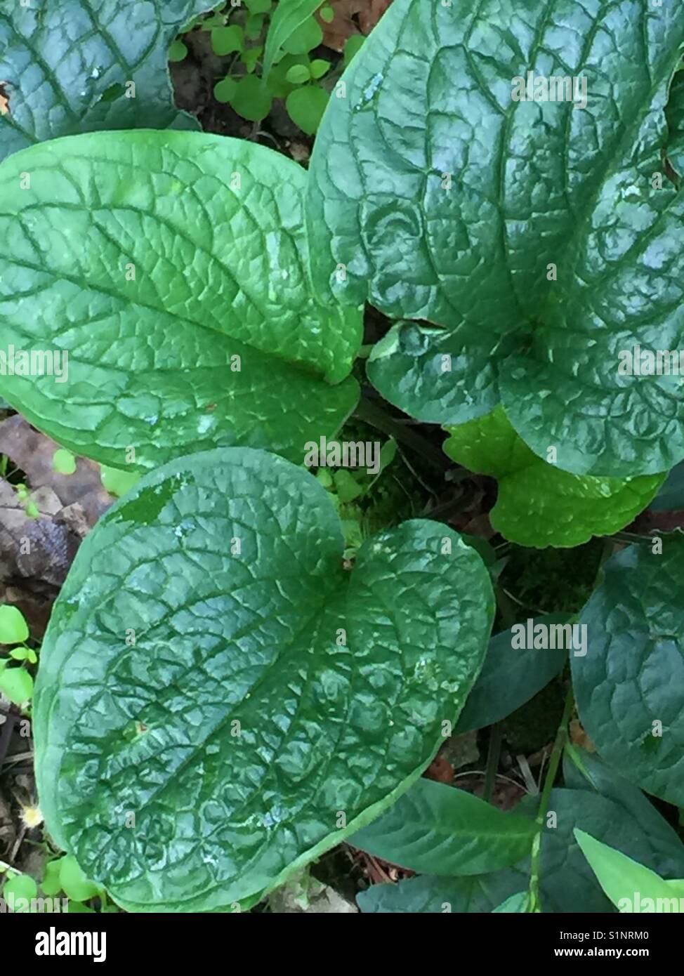 Green textured leaves Stock Photo - Alamy