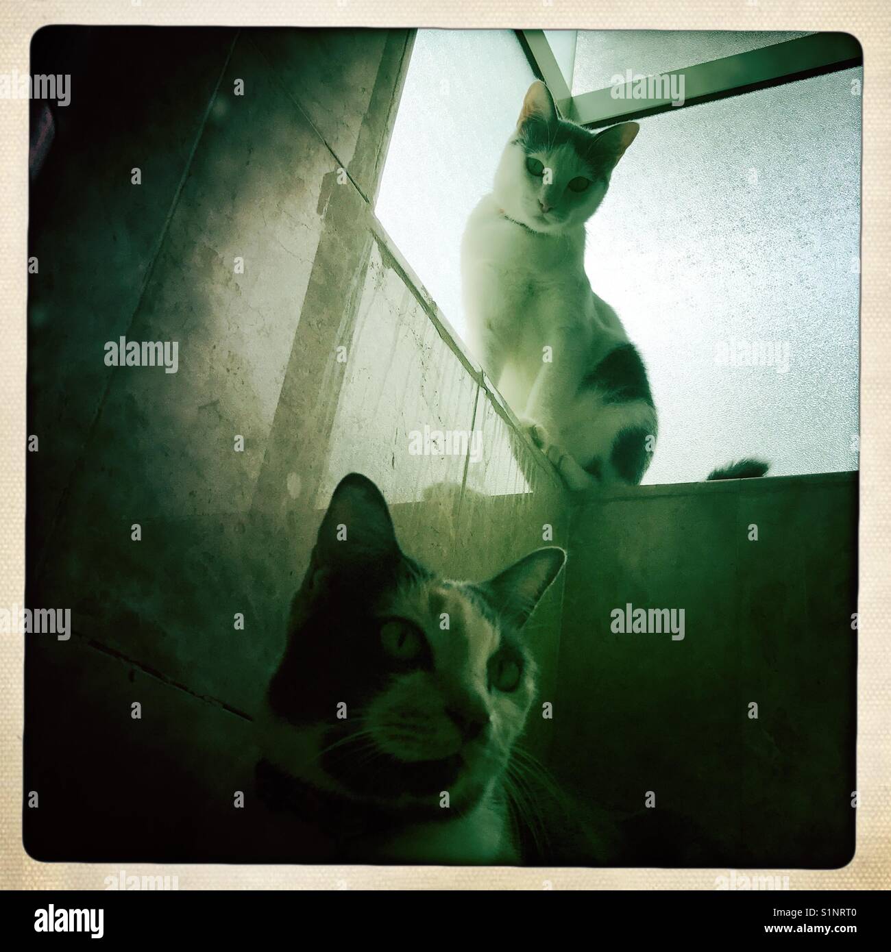 Cats sun hi-res stock photography and images - Alamy