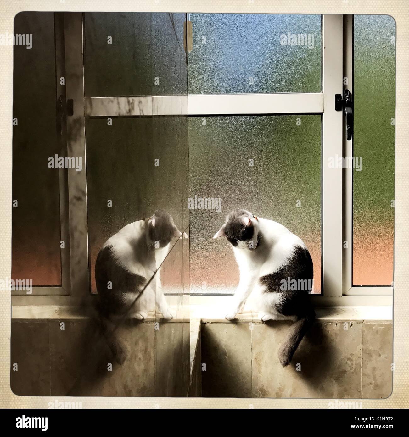 Cat in the window enjoying the sun Stock Photo - Alamy