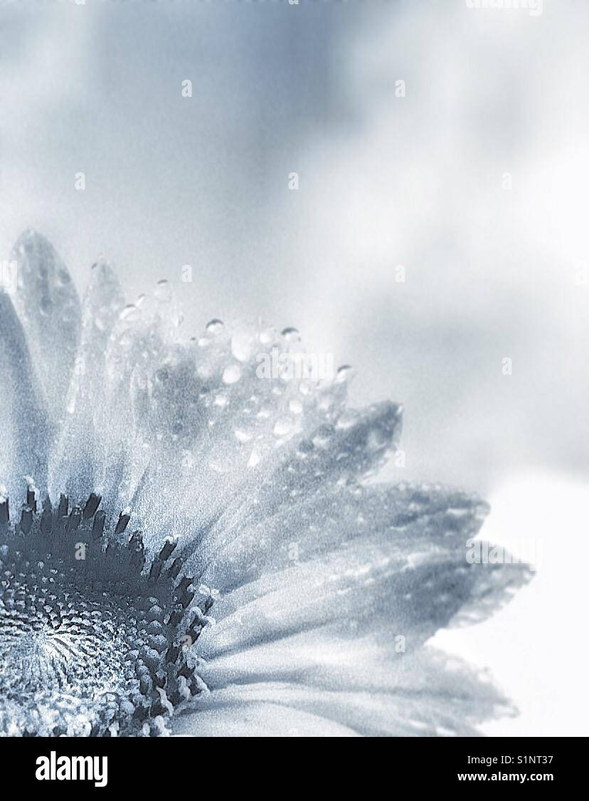 Close up wet sunflower hi-res stock photography and images - Alamy
