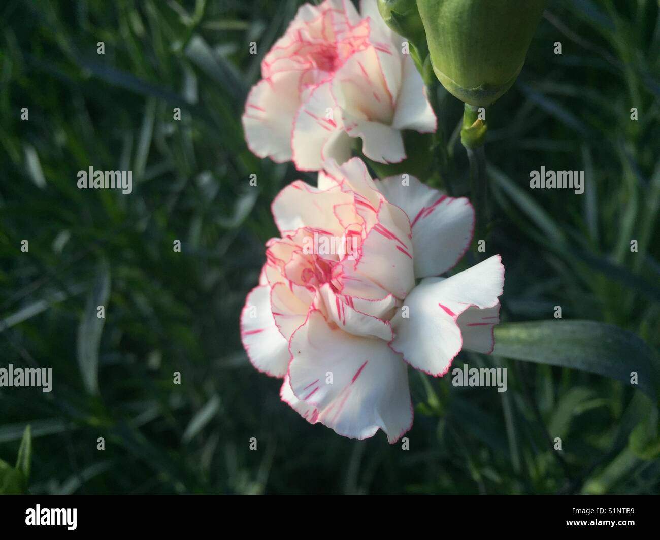 The northern plants hi-res stock photography and images - Alamy