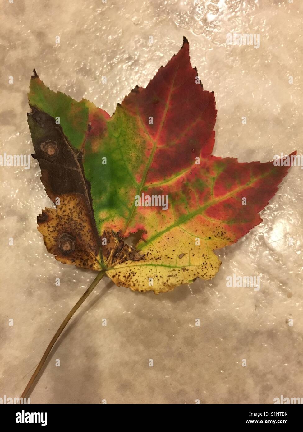 Seasons colors hi-res stock photography and images - Alamy