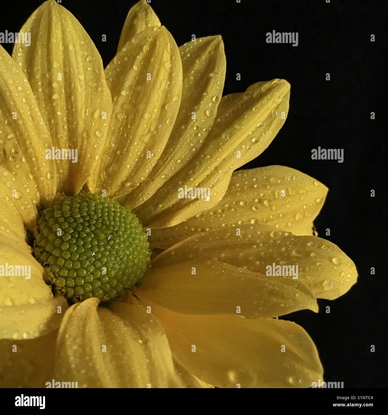 Make your own sunshine hi-res stock photography and images - Alamy