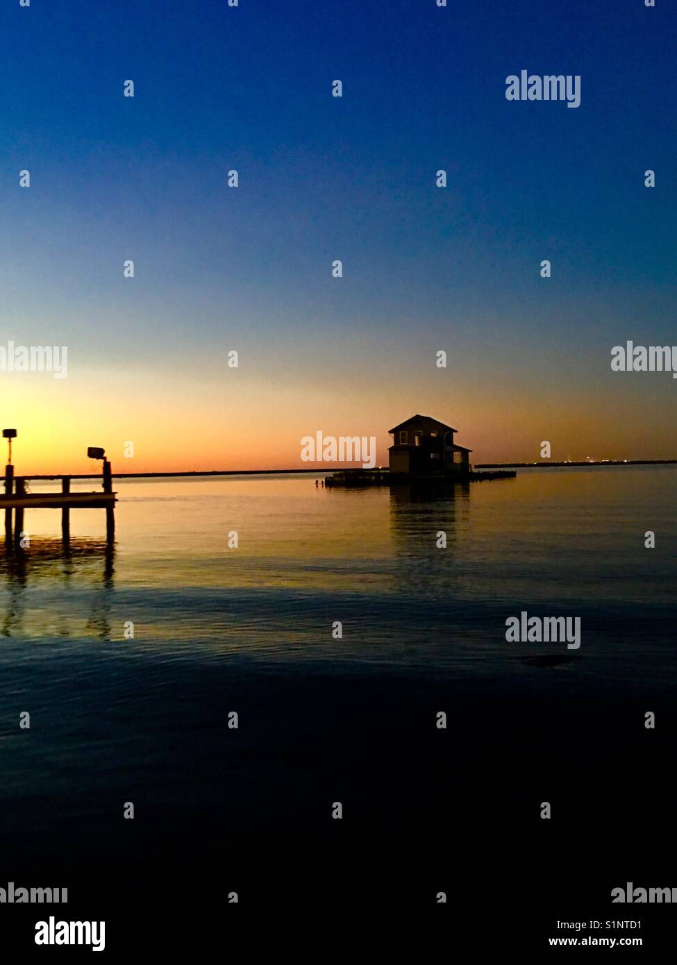 Swamp life hi-res stock photography and images - Alamy