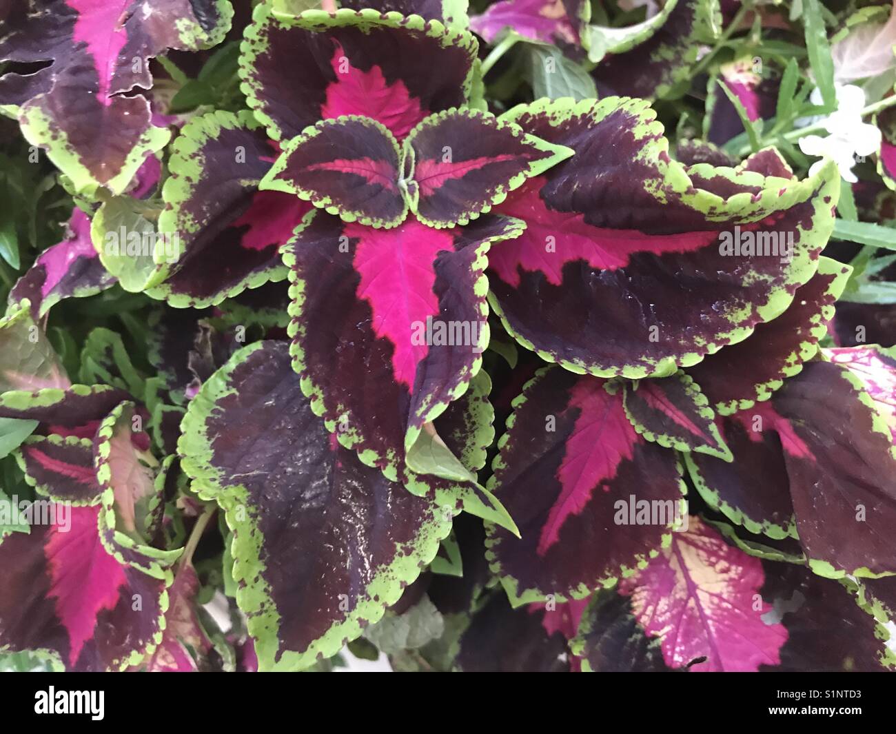 beautiful color leaves Stock Photo - Alamy