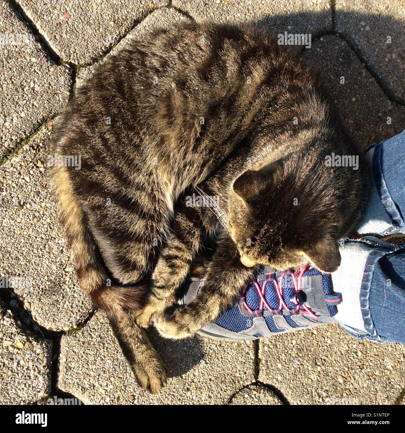 Cats With Human Legs