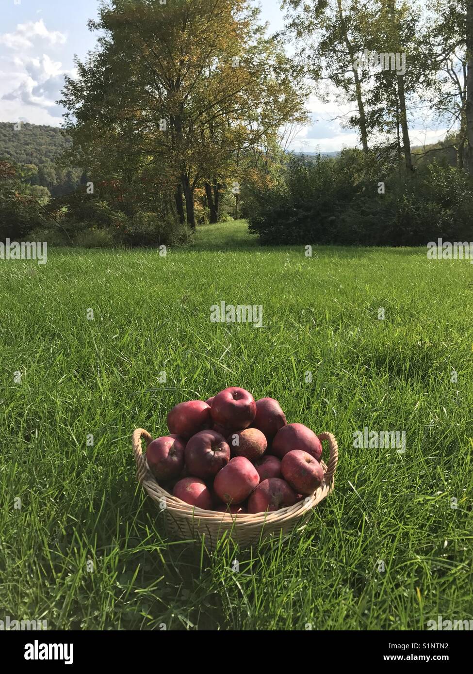 Red wild apples hi-res stock photography and images - Alamy