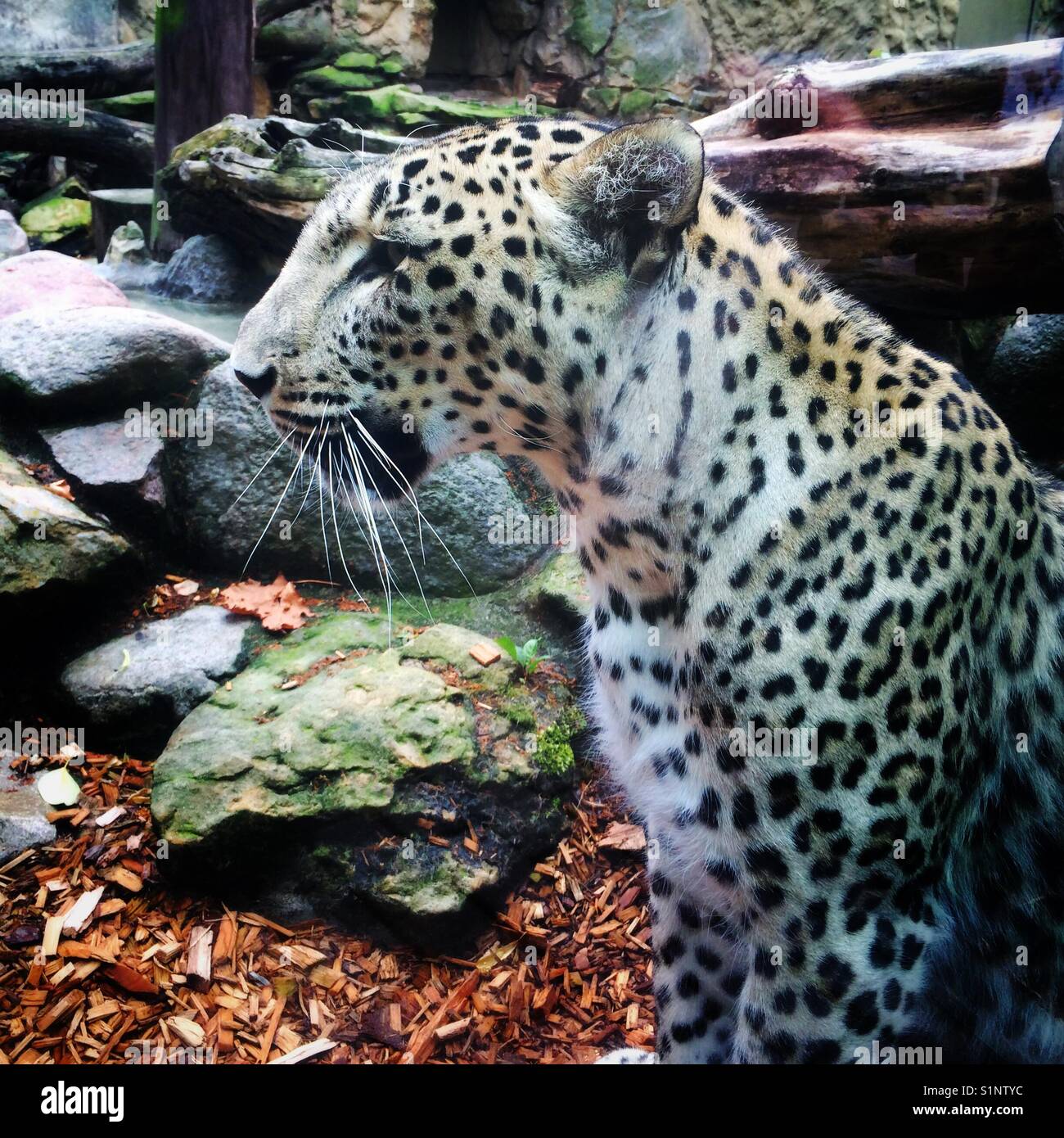 Portrait persian leopard hi-res stock photography and images - Alamy