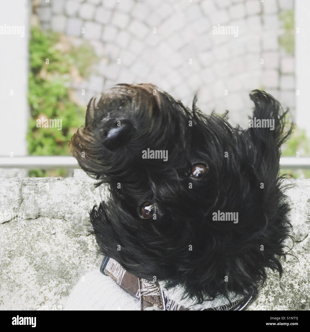 Dog looking up at the camera Stock Photo - Alamy