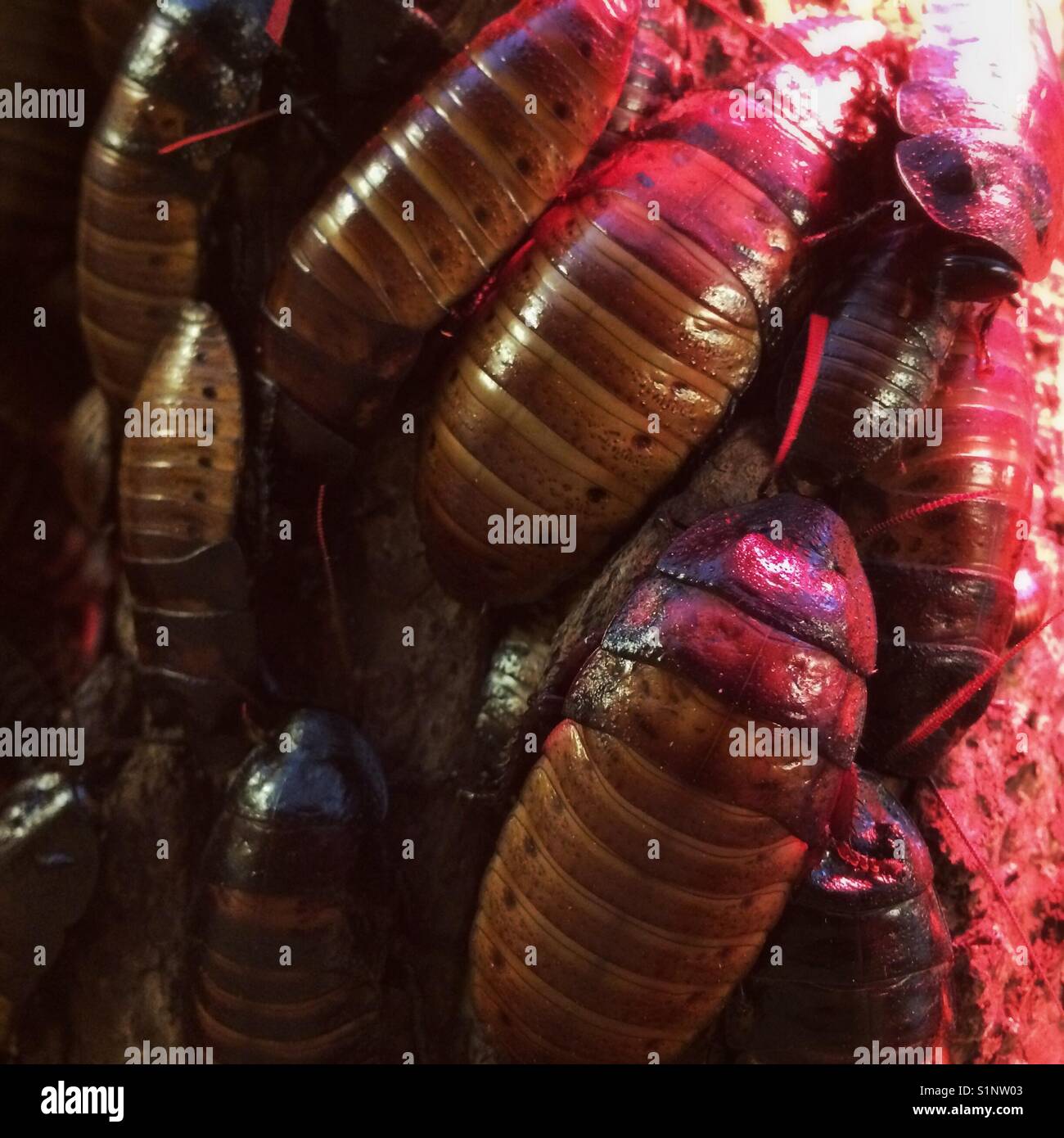 African cockroach cockroaches insect insects hi-res stock photography ...