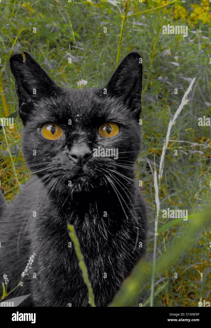 Inquisitive kitty hi-res stock photography and images - Alamy