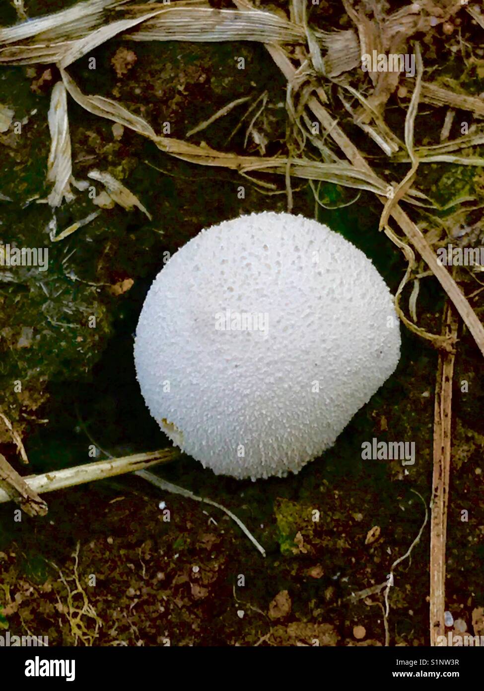 Closeup of mushroom hi-res stock photography and images - Alamy