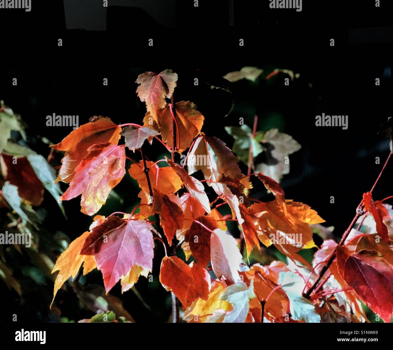 Northwood maple hi-res stock photography and images - Alamy