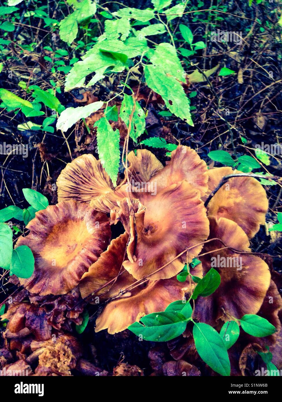 Cluster of mushrooms Stock Photo - Alamy