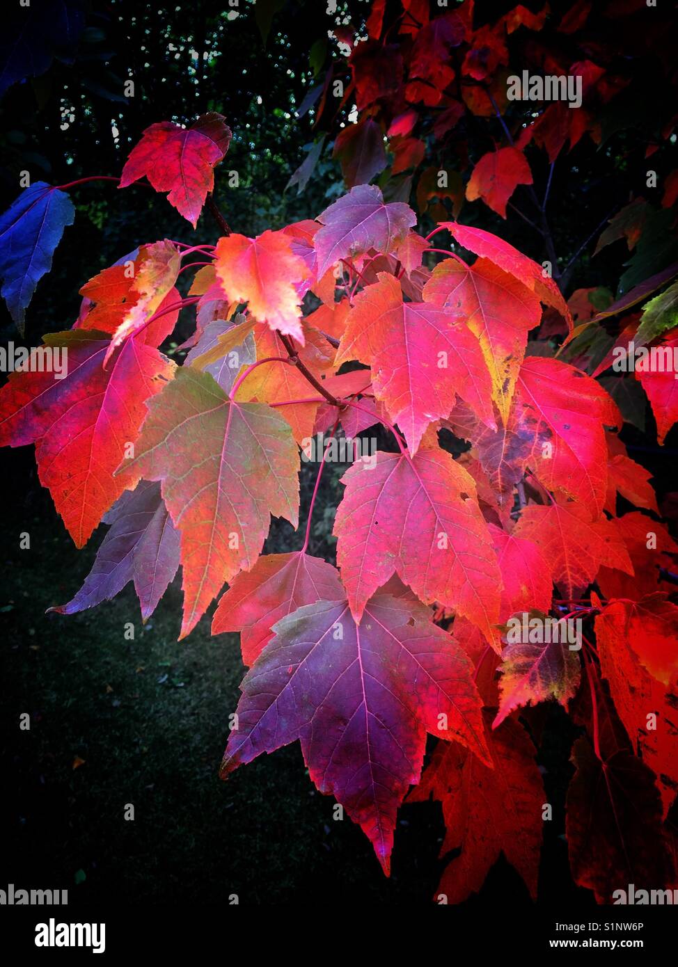 Northwood Maple tree Stock Photo - Alamy