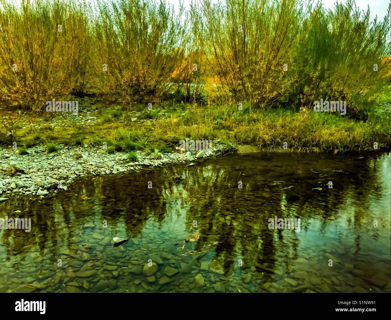 Autumn tree reflection in river water Stock Photo - Alamy