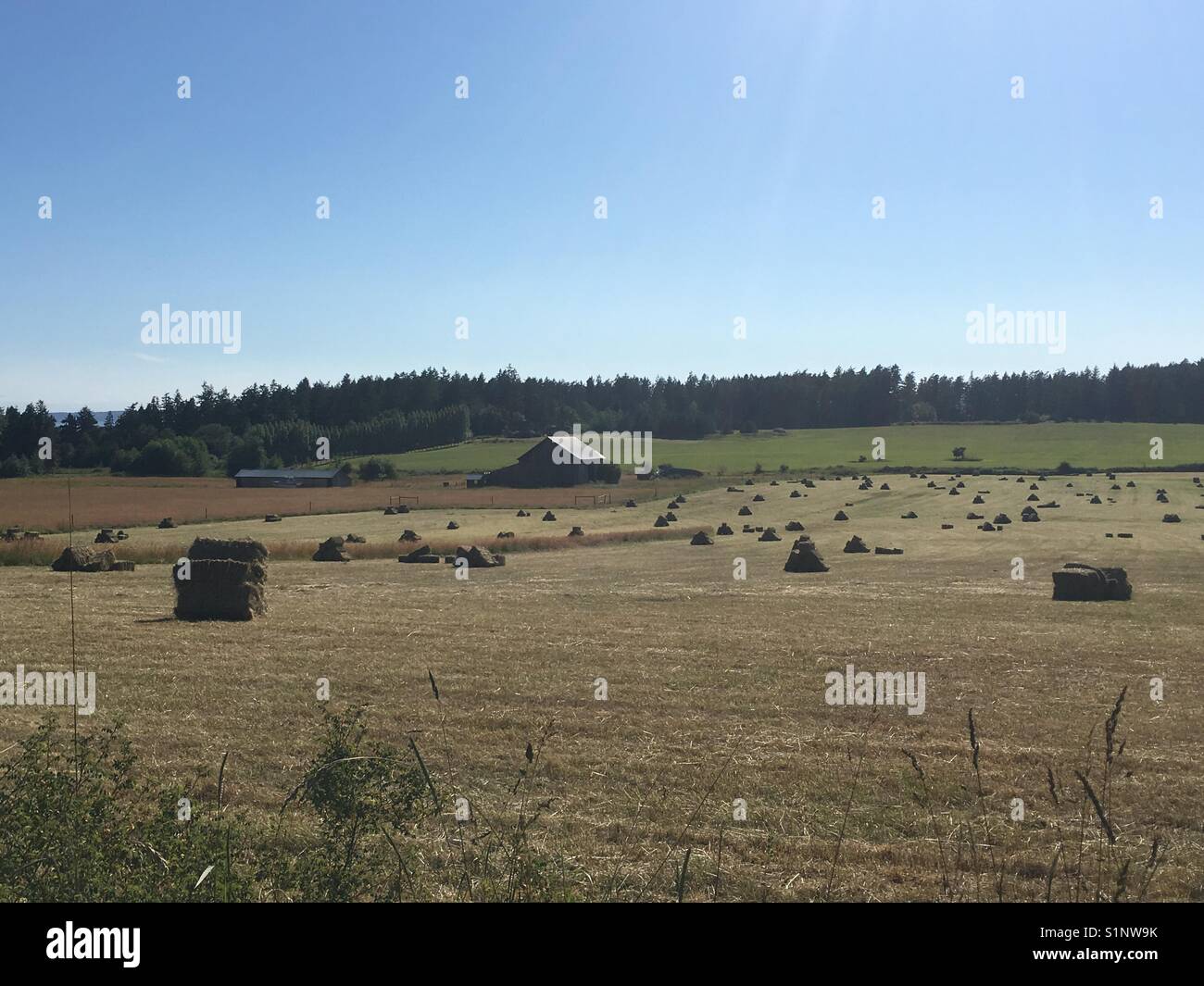 Peaceful pasture and barn Stock Photo - Alamy
