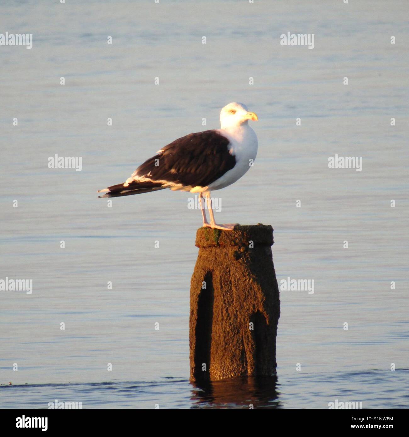 Natures bird hi-res stock photography and images - Alamy