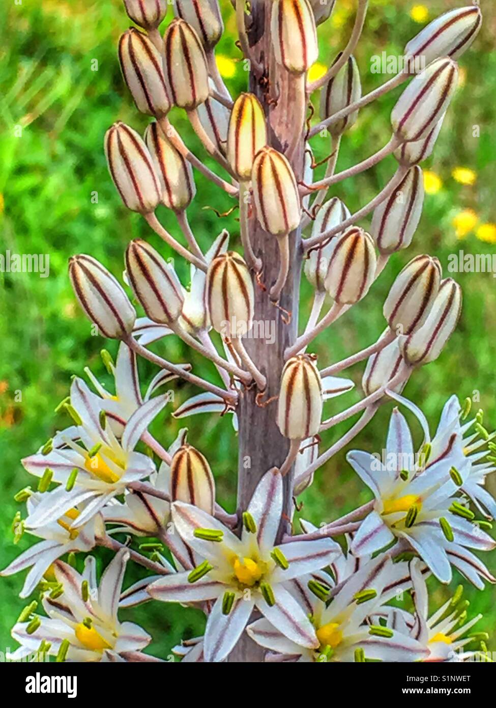 Giant squill hi-res stock photography and images - Alamy