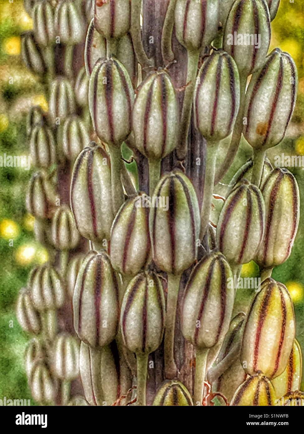 Giant White Squill growing wild in a Mediterranean garden Stock Photo ...