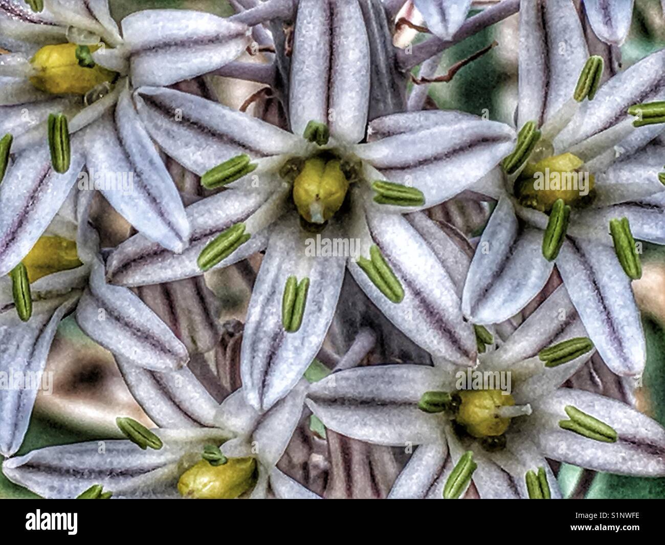 Giant White Squill growing wild in a Mediterranean garden Stock Photo ...