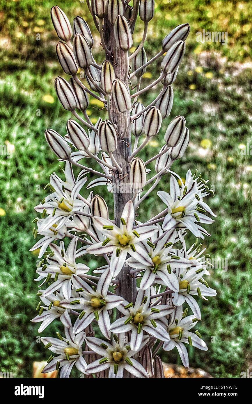 Giant White Squill growing wild in a Mediterranean garden Stock Photo ...
