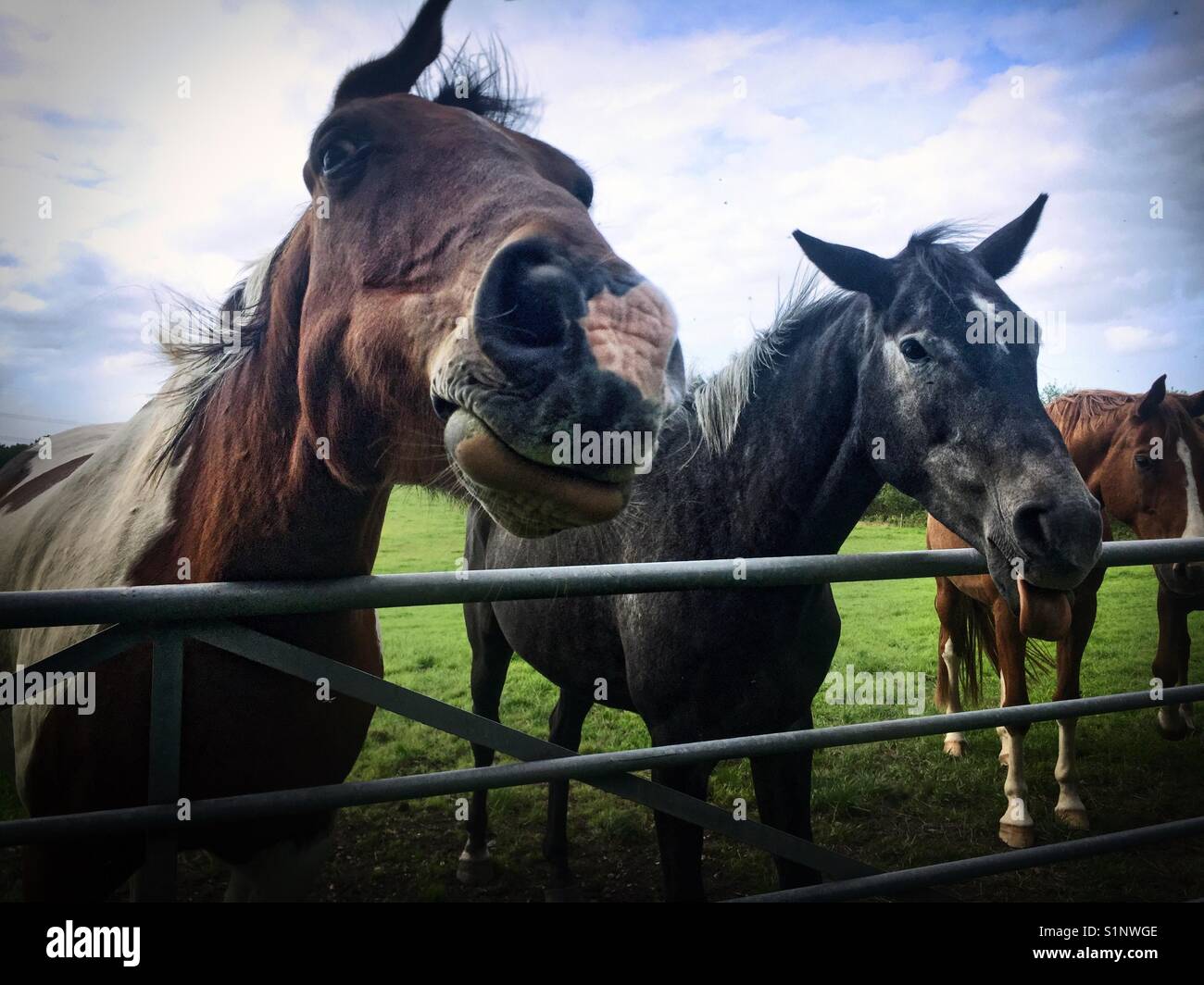 Horse expression hi-res stock photography and images - Alamy