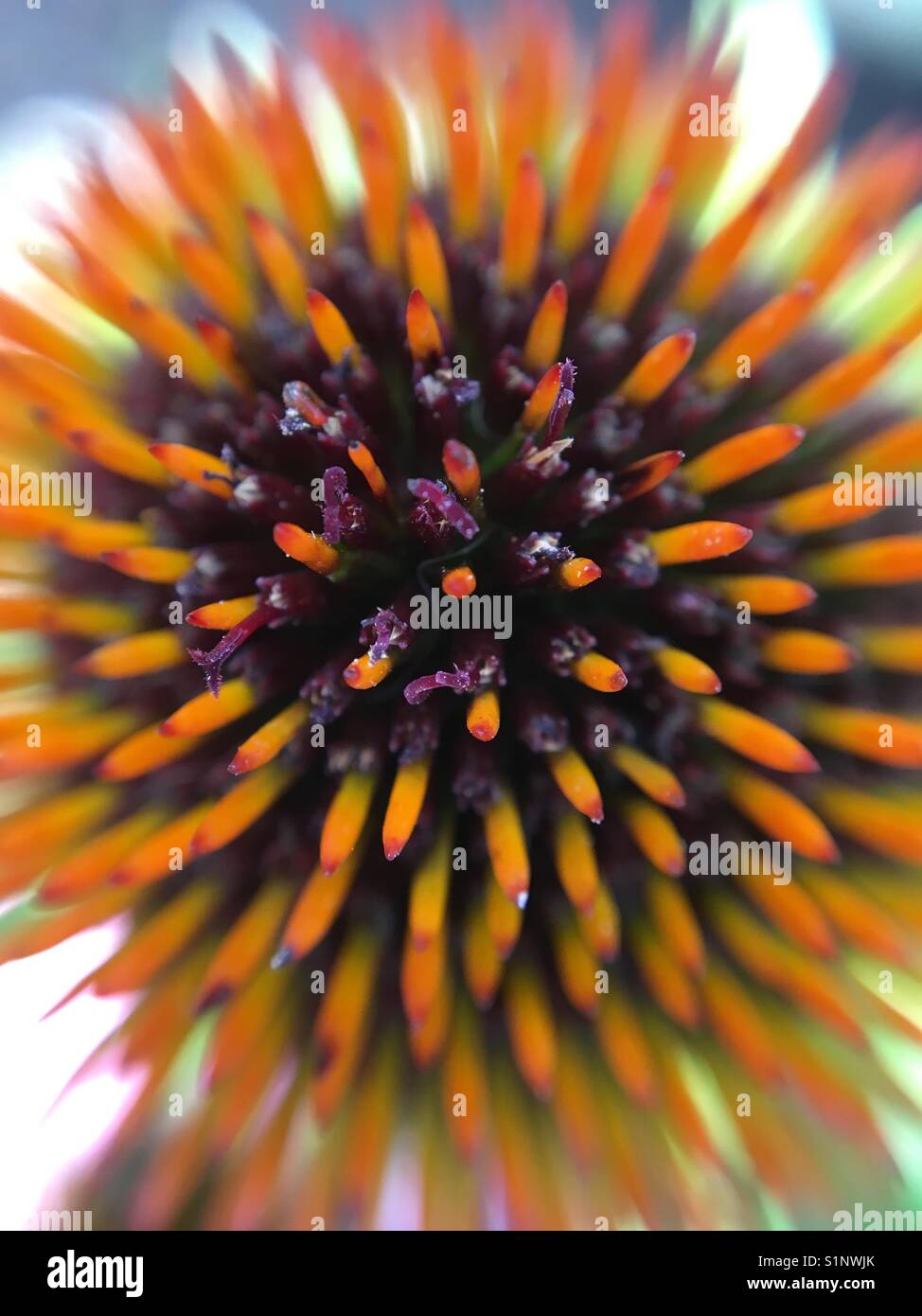 Close up of center of purple coneflower Stock Photo - Alamy