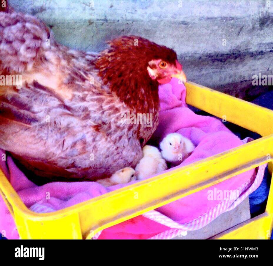Gallina nido hi-res stock photography and images - Alamy