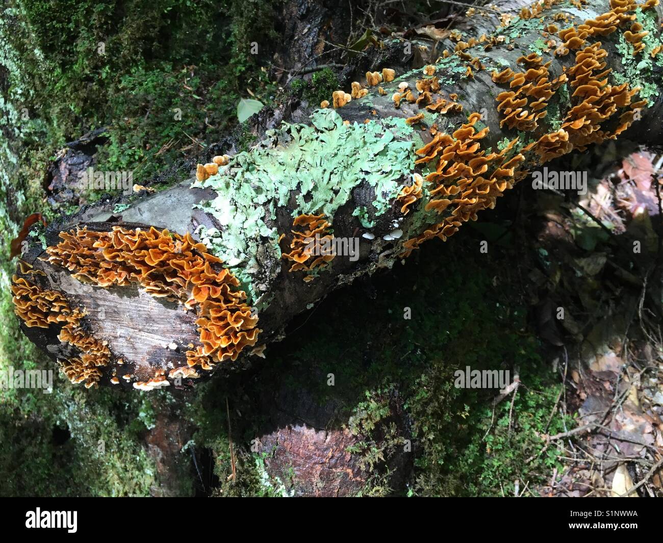 Rotten log fauna hi-res stock photography and images - Alamy