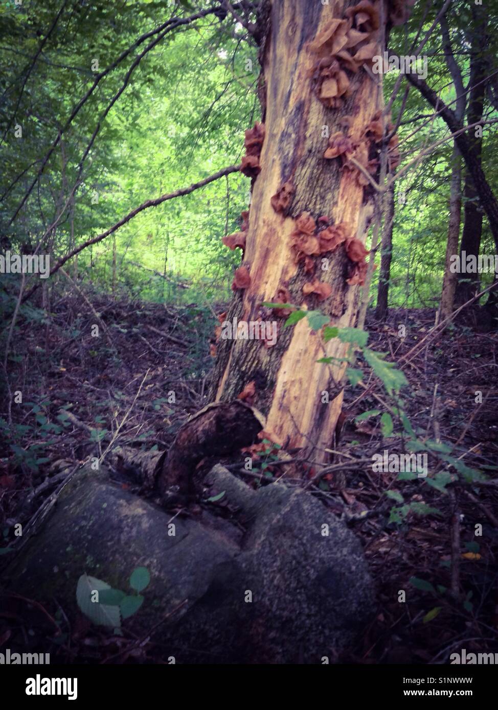 Cluster honey mushrooms growing on hi-res stock photography and images ...