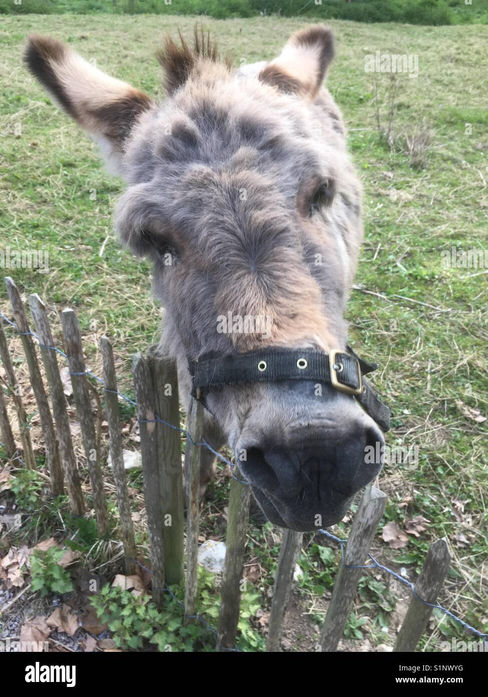 A donkey with a quizzical look Stock Photo - Alamy