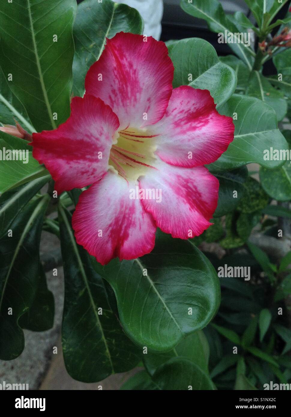 Pink flower plant hi-res stock photography and images - Alamy