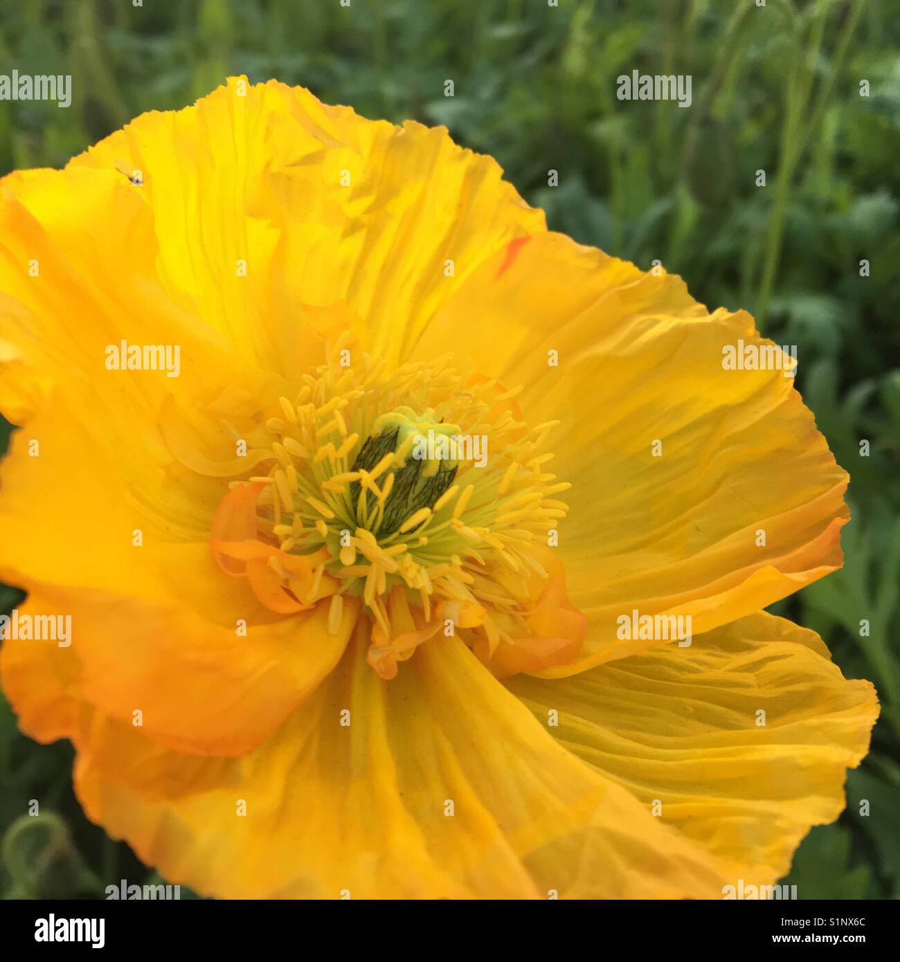 Yellow poppy flower in bloom Stock Photo - Alamy