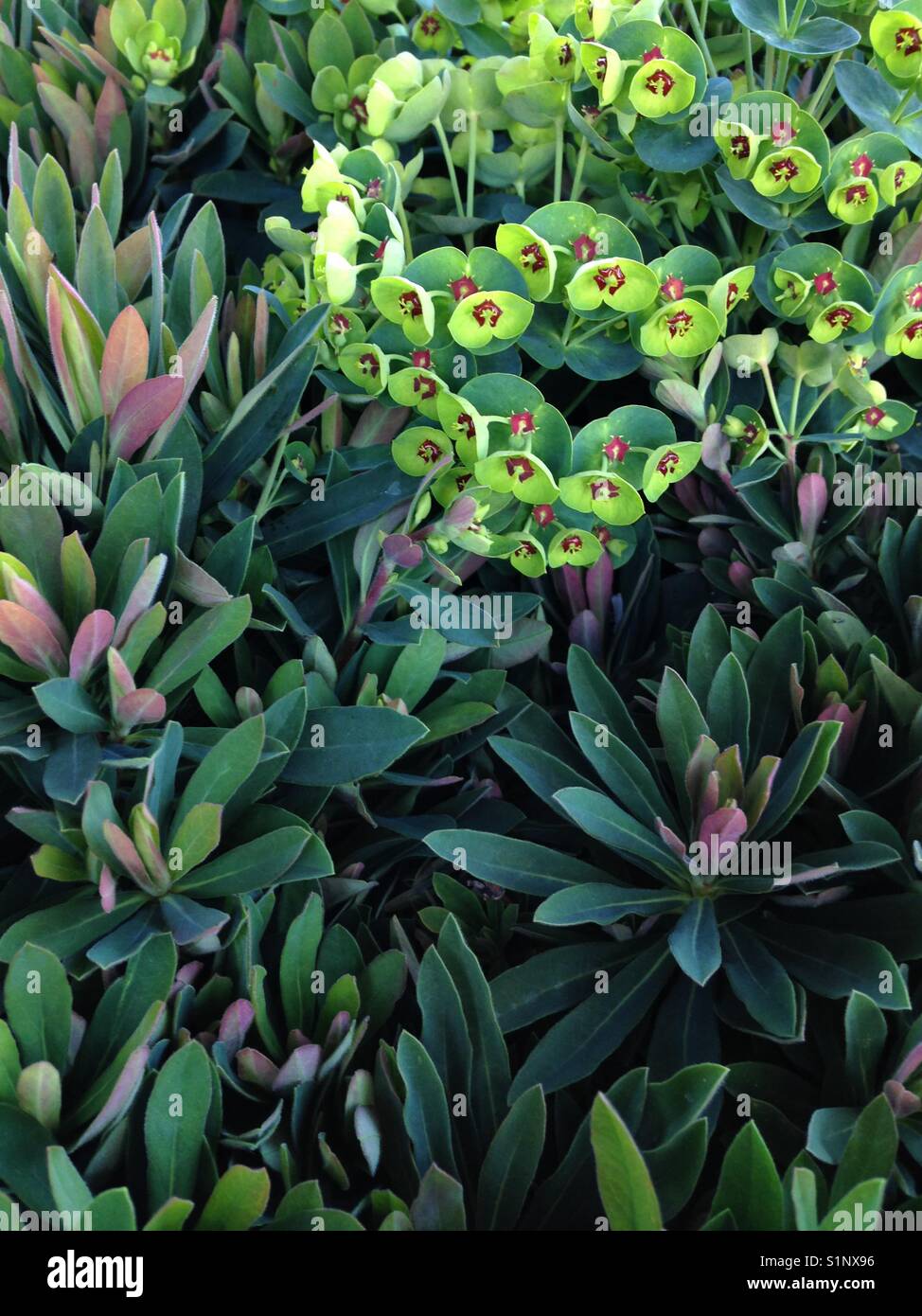 Euphorbia plant hi-res stock photography and images - Alamy