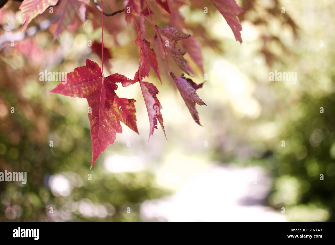 Fall leaves color hi-res stock photography and images - Alamy