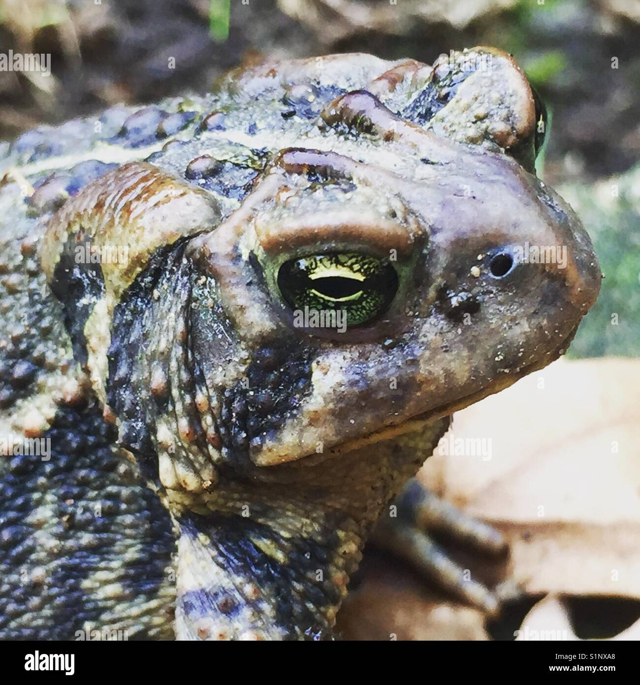 Frog toad green hi-res stock photography and images - Alamy
