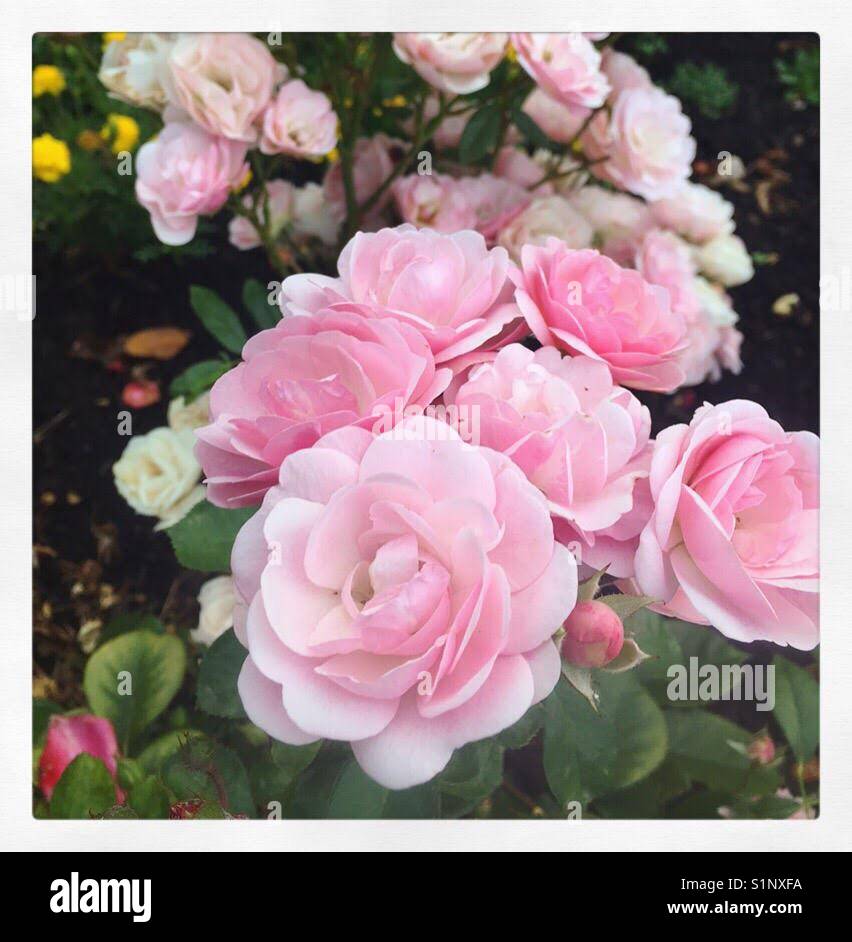 Pretty pink roses hi-res stock photography and images - Alamy