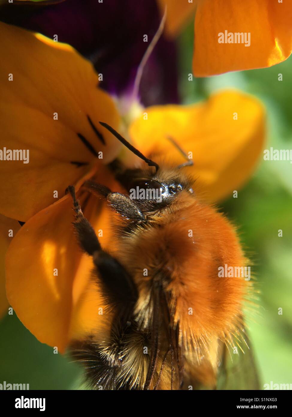 Bee macro hi-res stock photography and images - Alamy