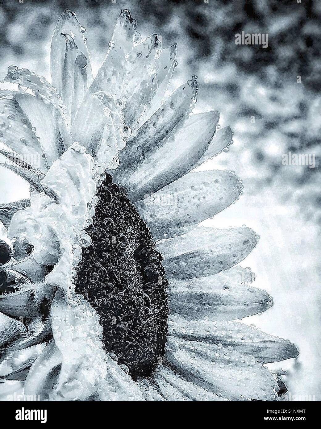 Flower monochrome hi-res stock photography and images - Alamy