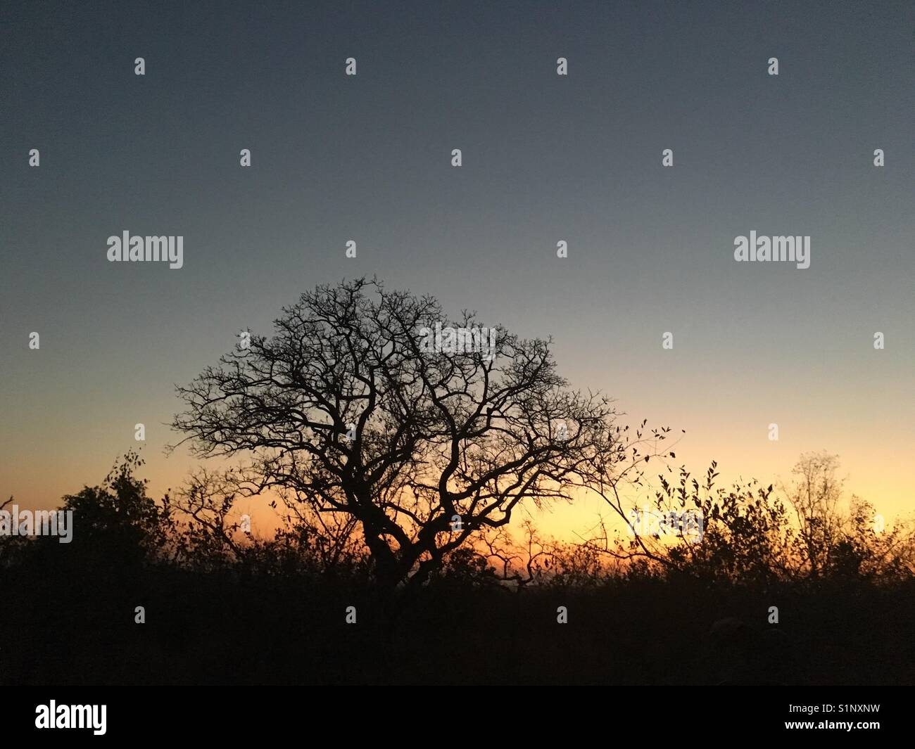 Sabi sand reserve hi-res stock photography and images - Alamy