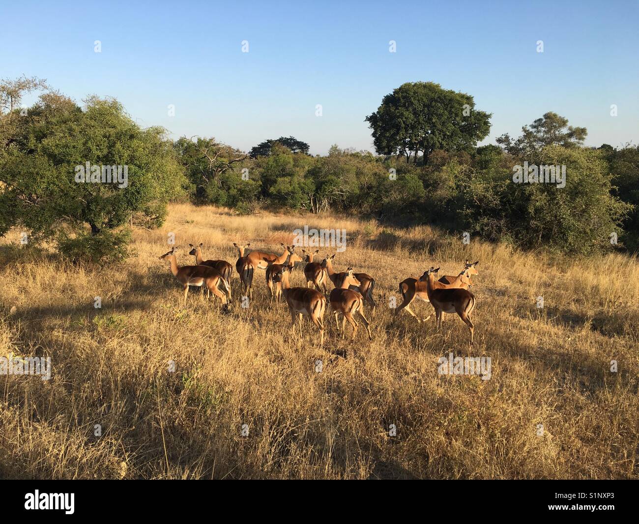 Sabi sand hi-res stock photography and images - Alamy