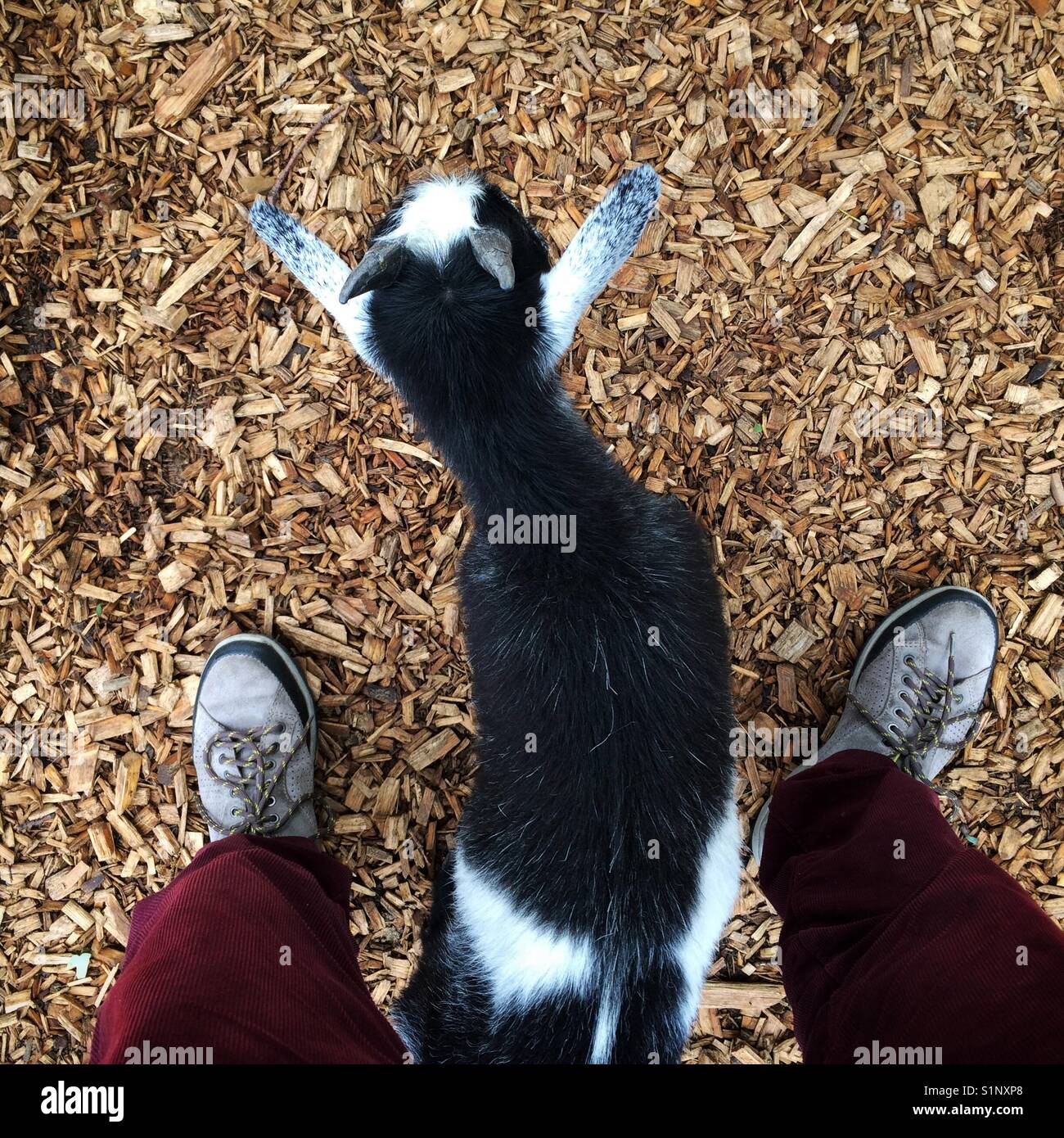 Goat legs hi-res stock photography and images - Alamy