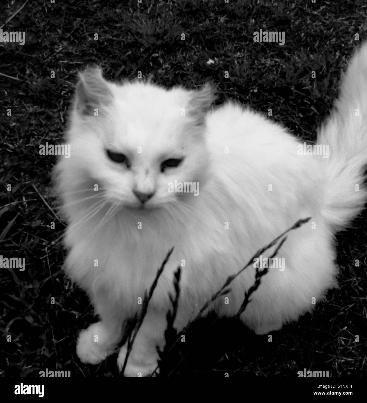 Soft and fluffy hi-res stock photography and images - Alamy