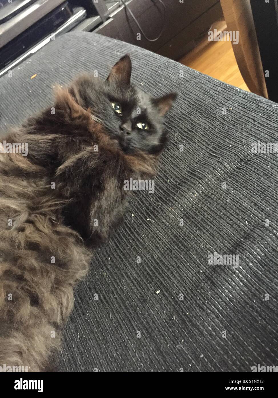 Gulla hi-res stock photography and images - Alamy