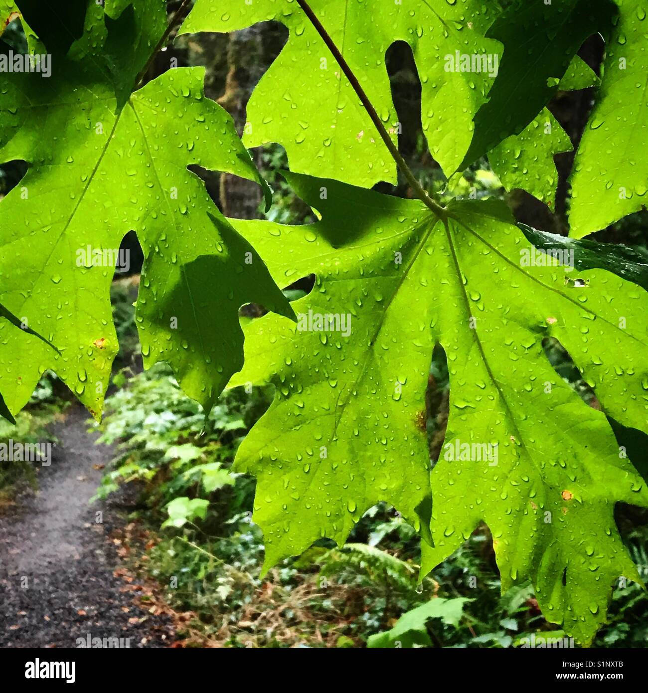 Maple leaves in the rain hi-res stock photography and images - Alamy