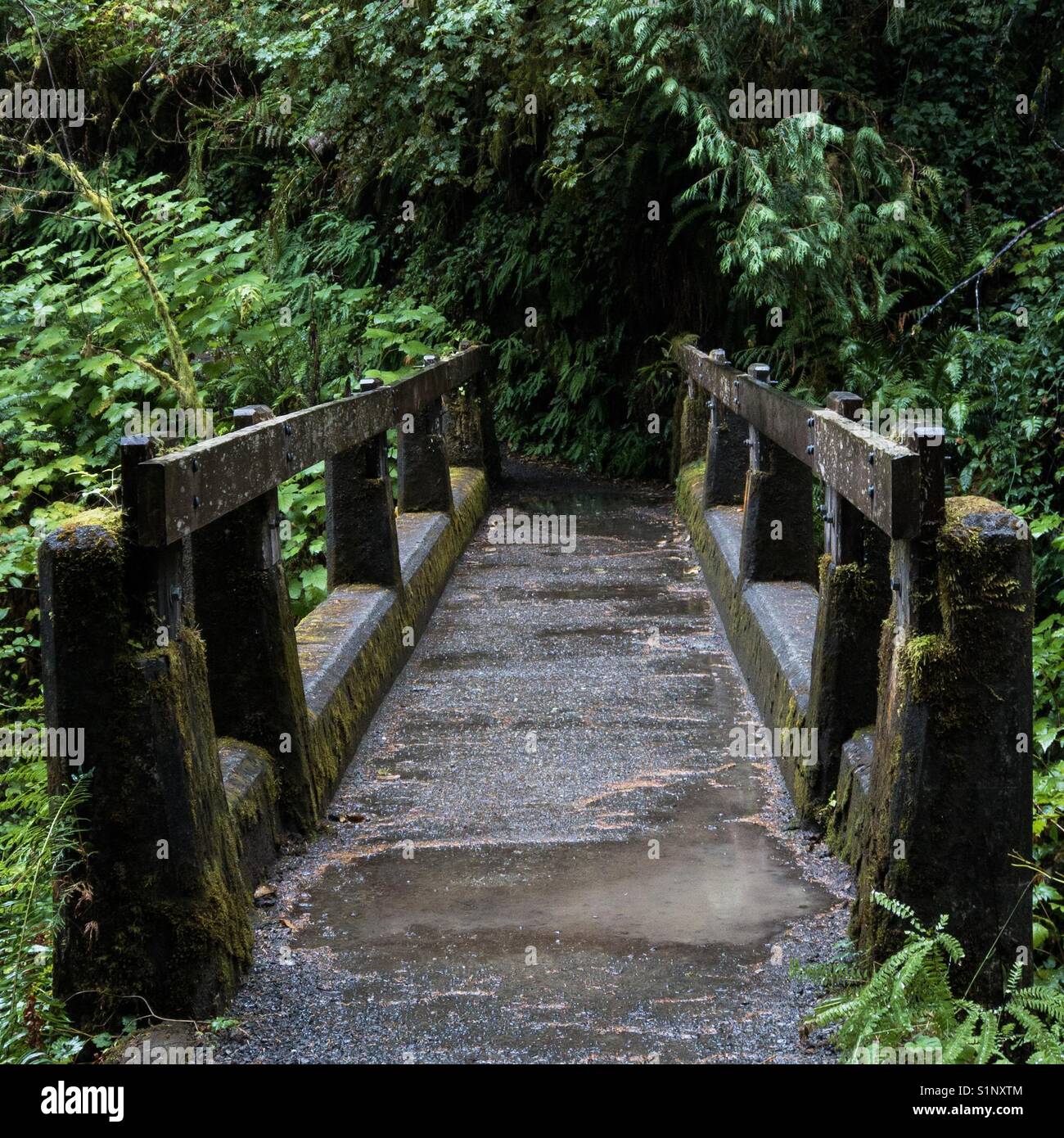 Mossy bridge in the forest Stock Photo - Alamy